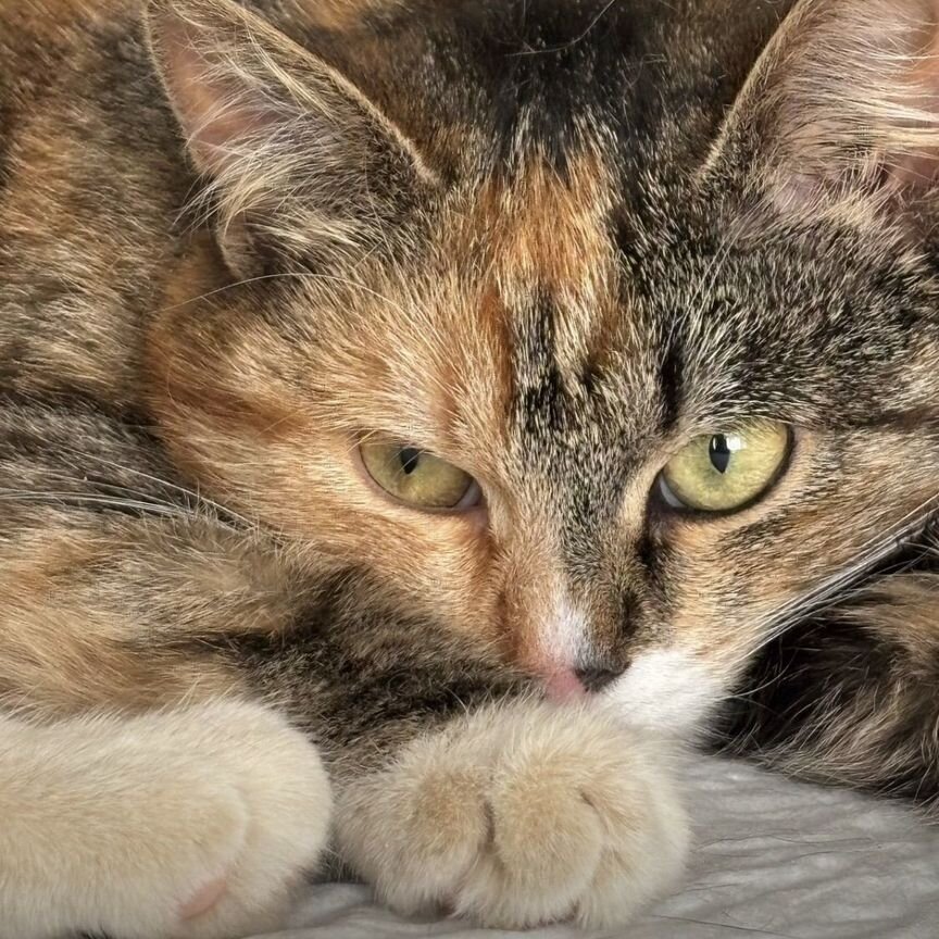 Кошки в добрые руки