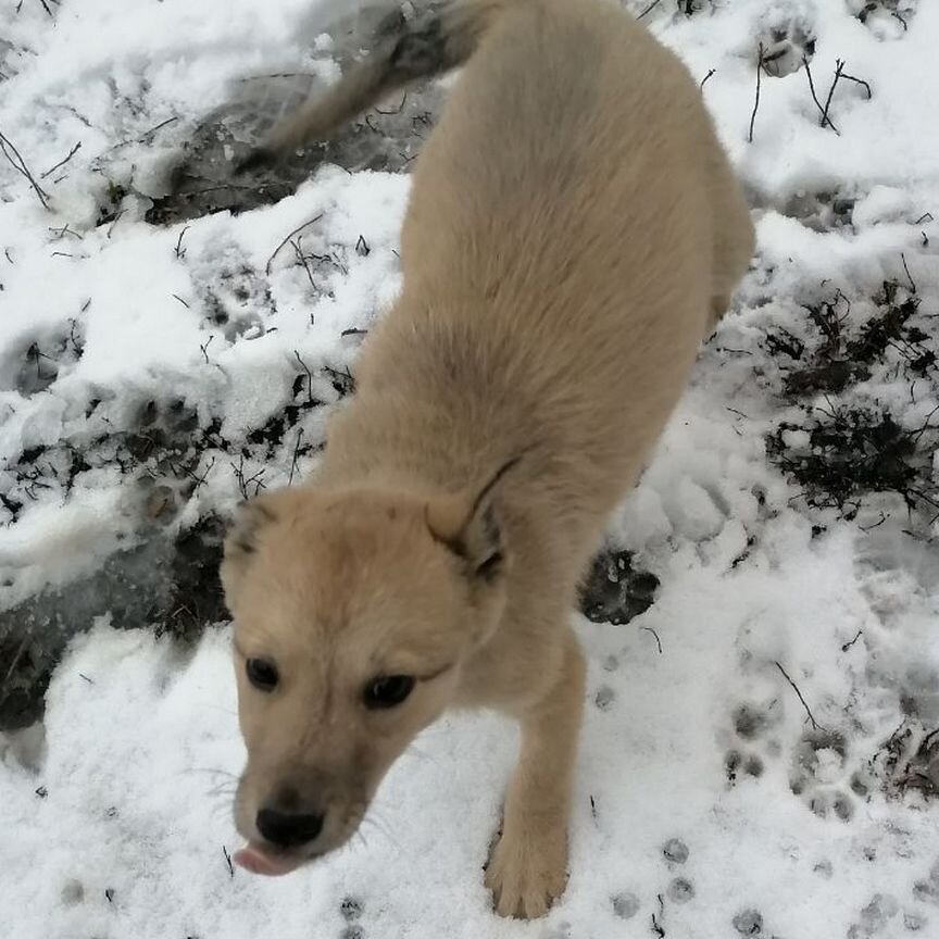 Щенок в добрые руки