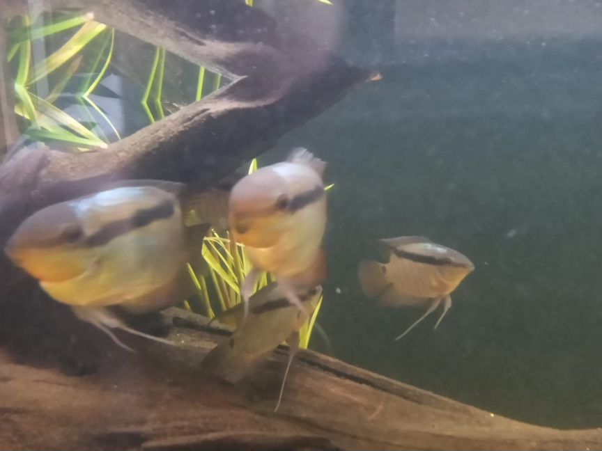 Рыба Мезонаута.Юж.Америка