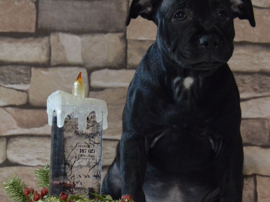 Мальчик стаффордширского бультерьера