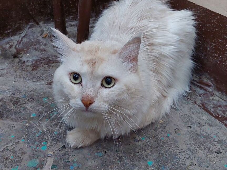 Кот без имени и дома