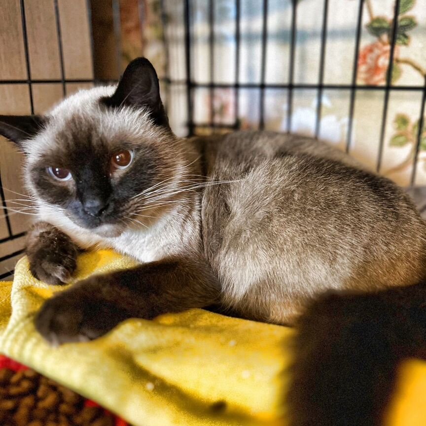 Породный молодой кот