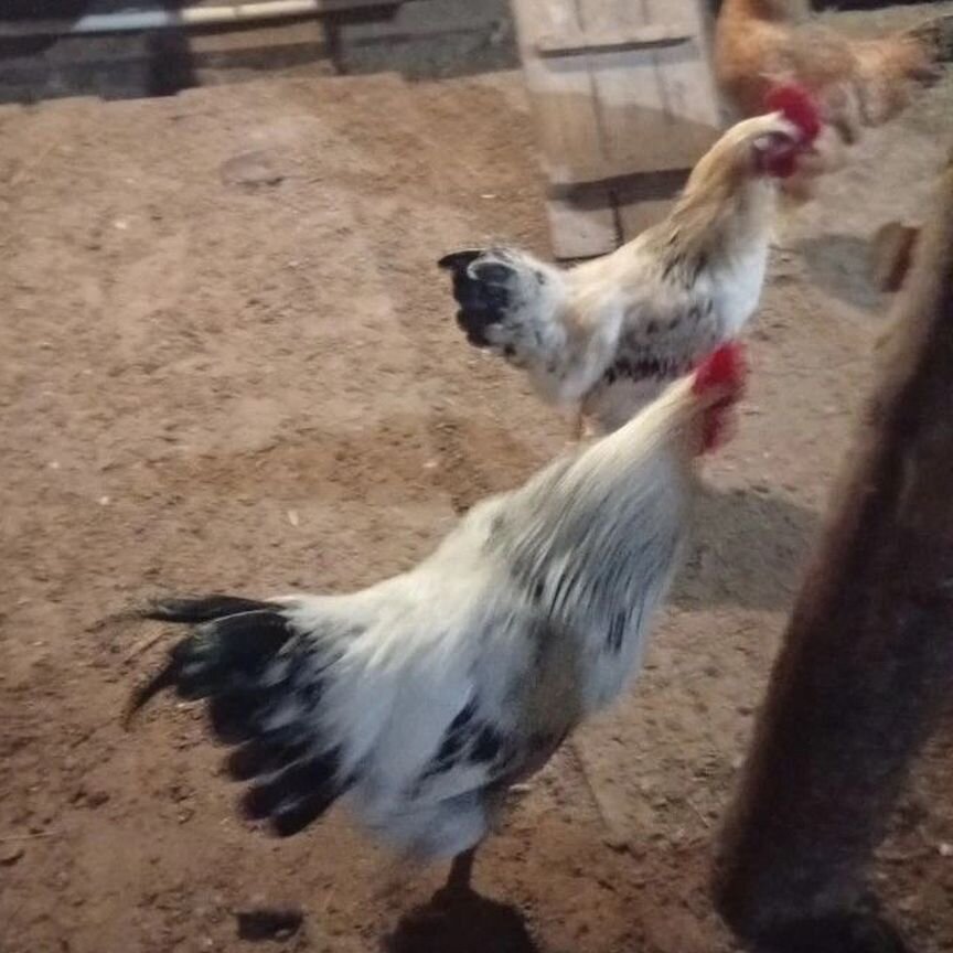 Продам петухов