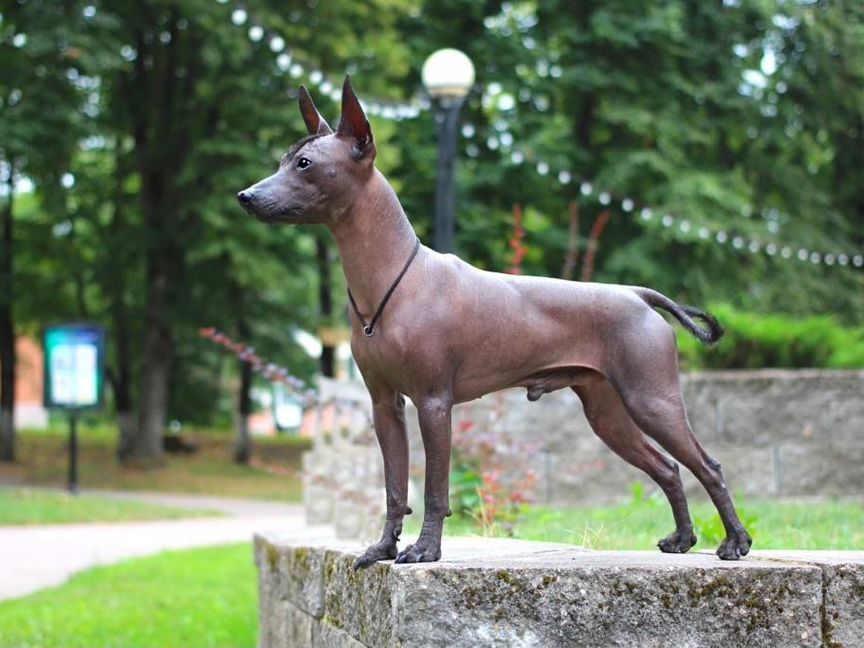 Щенки ксолоитцкуинтли