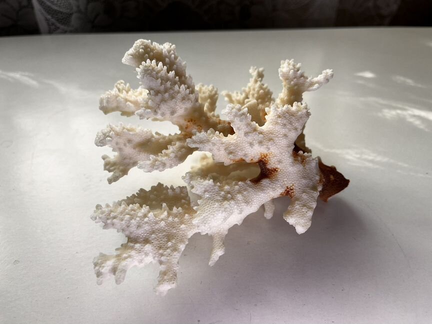 Морские кораллы