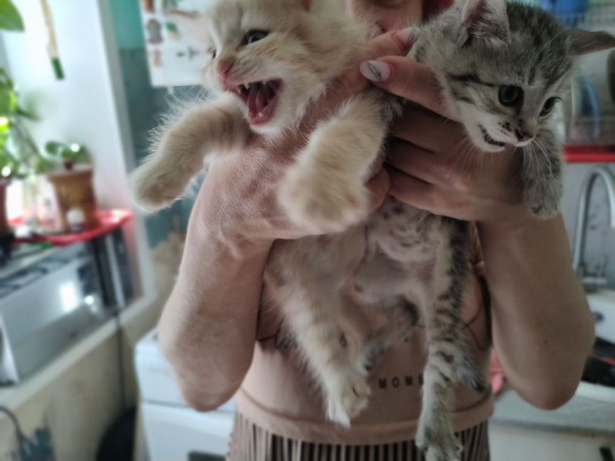 Котята в добрые руки