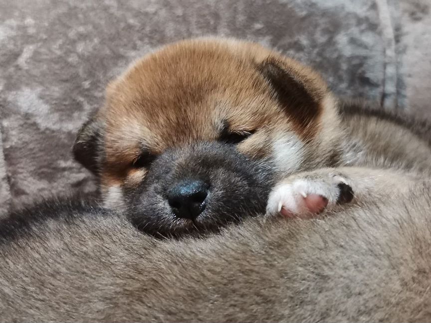 Шиба сиба ину