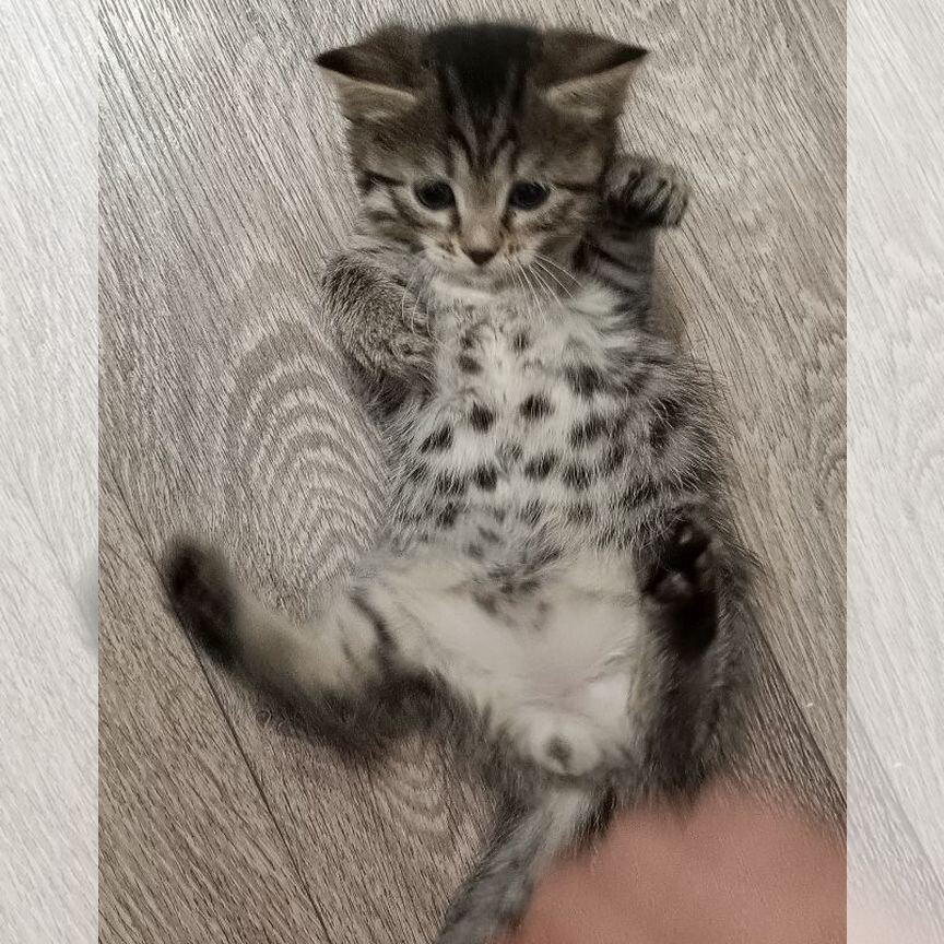 Котёнок в добрые руки