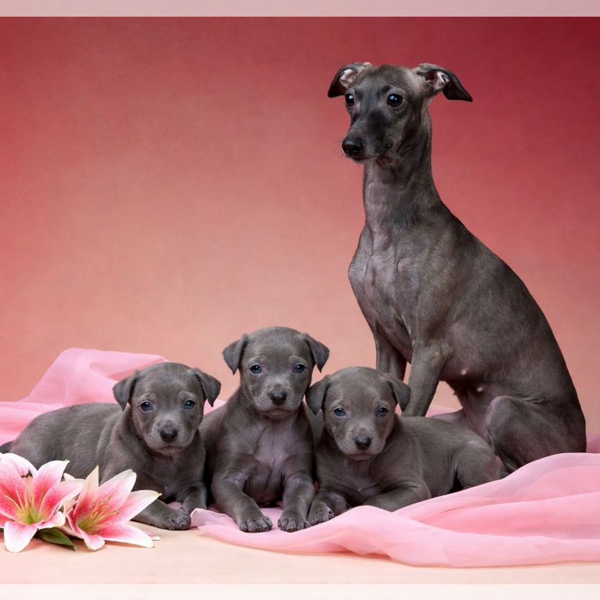 Левретка, щенок