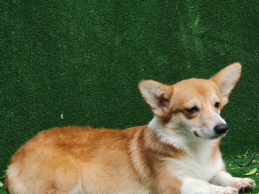 Последняя девочка