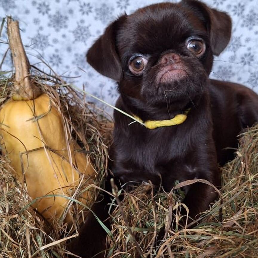 Пти-брабансон, щенок