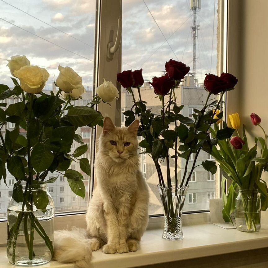 Мейн-кун, взрослый кот