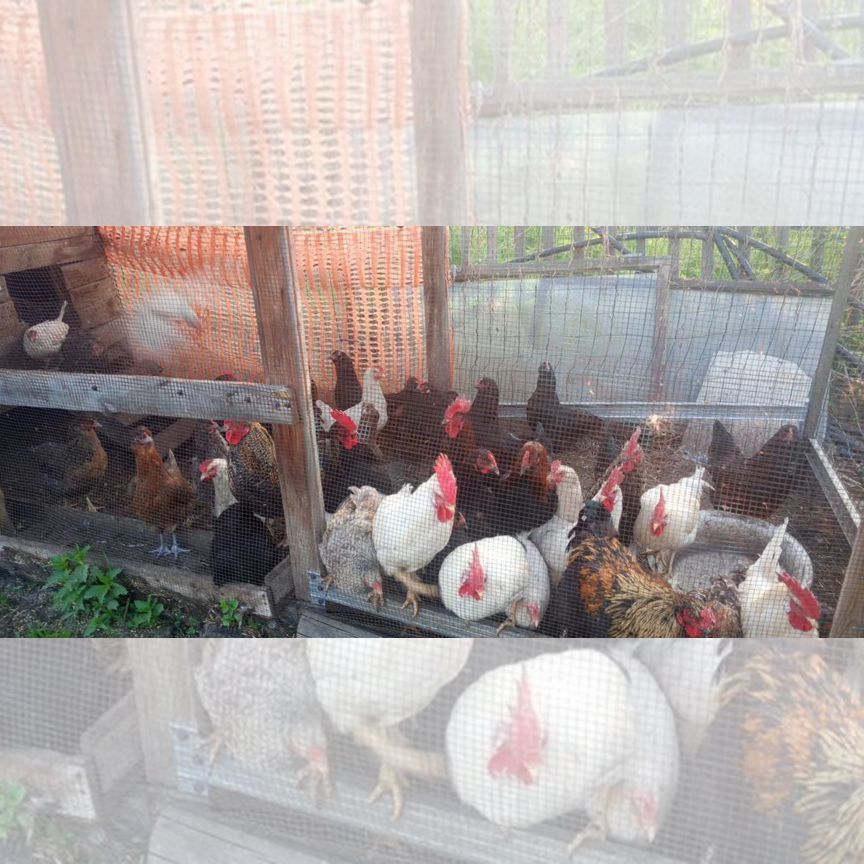 Продам петухов на бульон