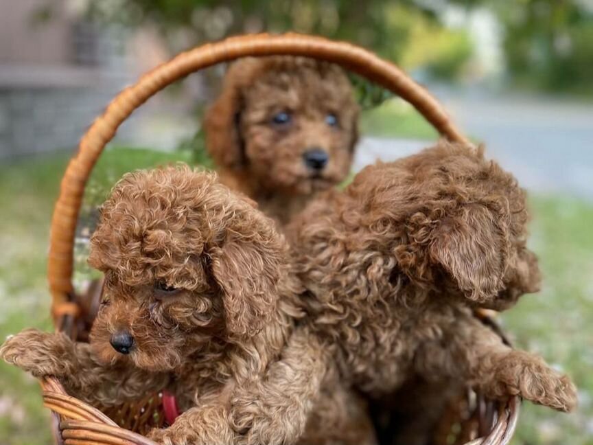 Щенки той-пуделя (red brown)