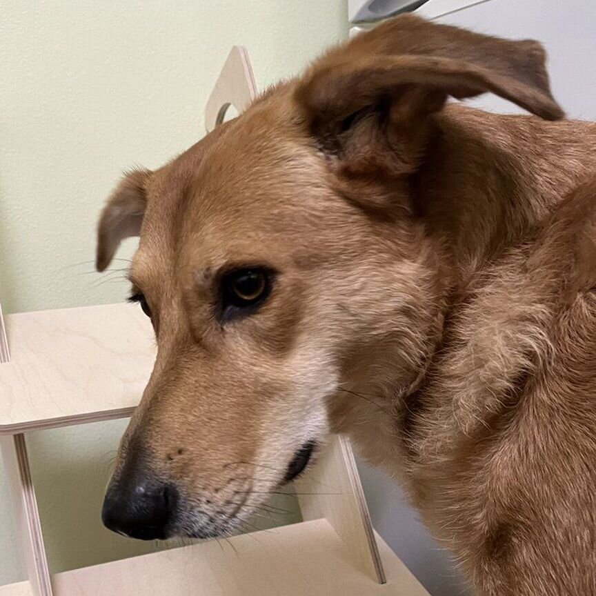 Лестница для собак в ванну/ кровать