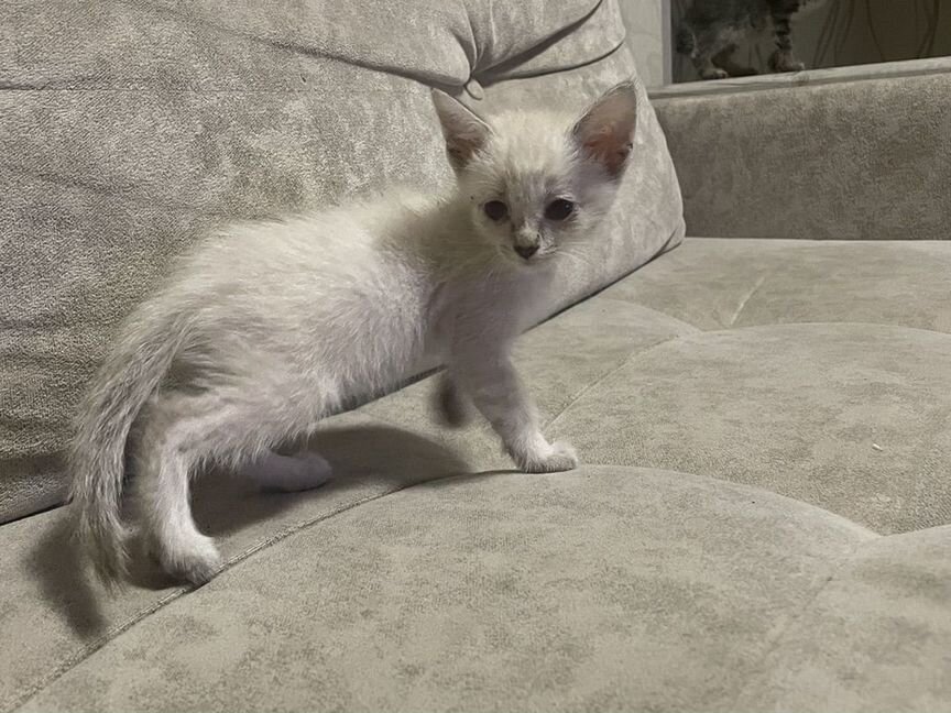 Кошка
