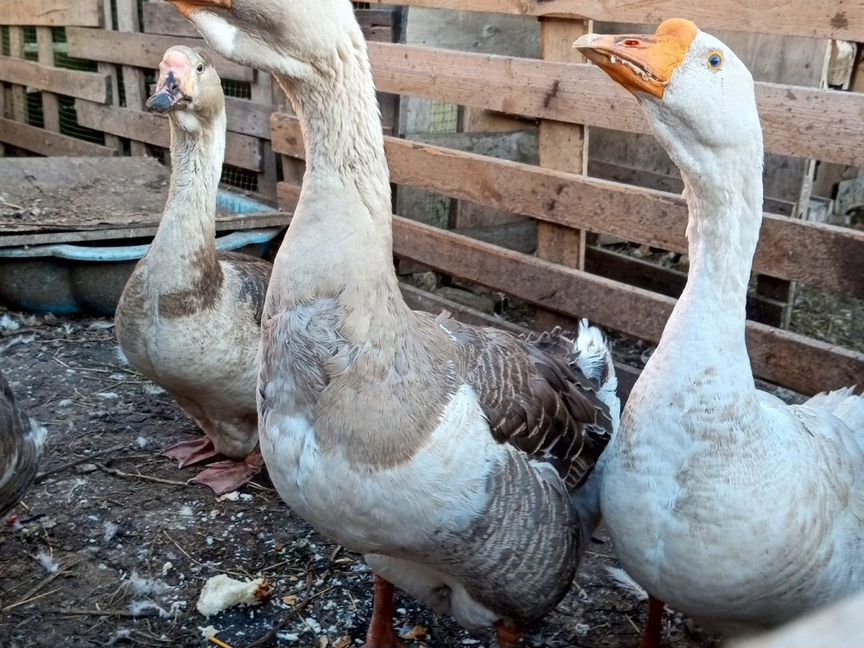 Продам гусей