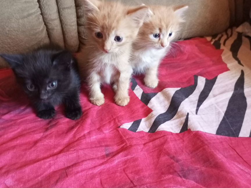 Отдам в добрые руки котят от крысоловки,1 м.Умные