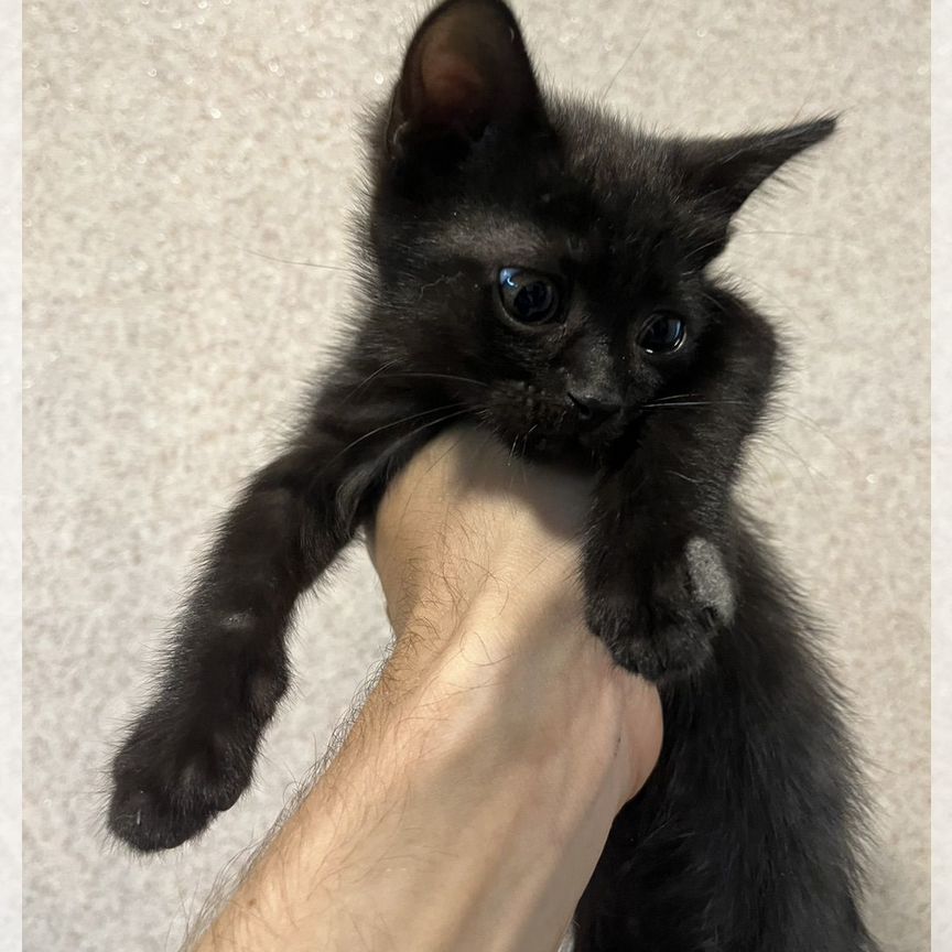 Черные котята 3 месяца бесплатно