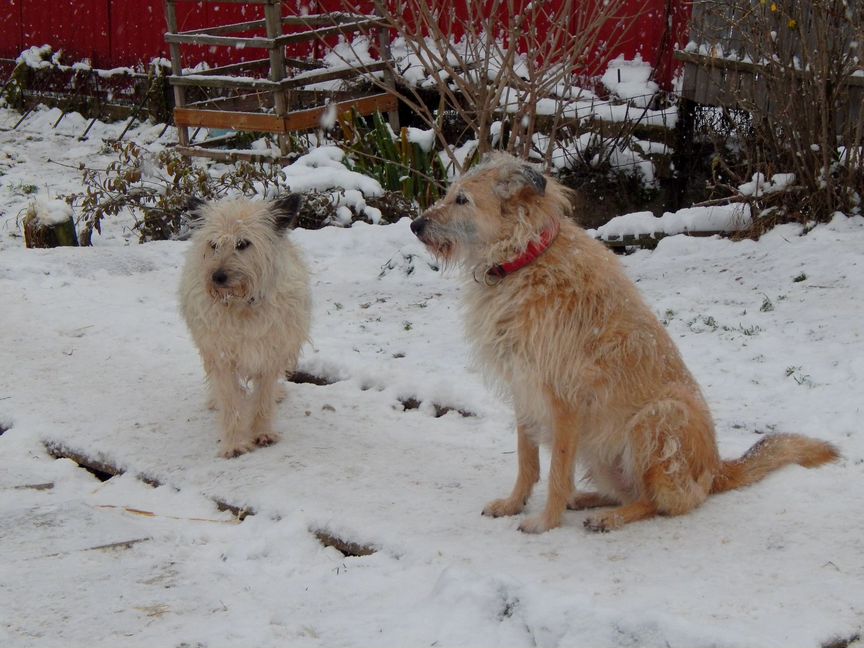 Замечательный пёсик живёт в приюте