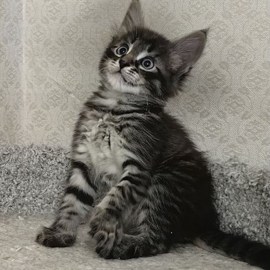 Мейн-кун котёнок
