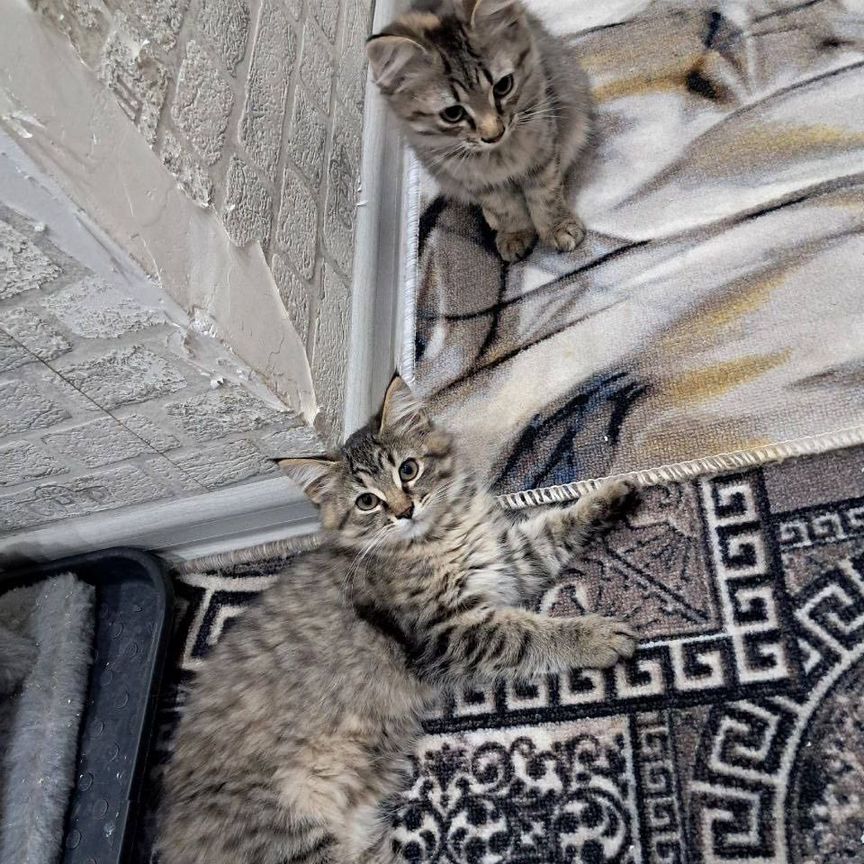 Ангорская кошка