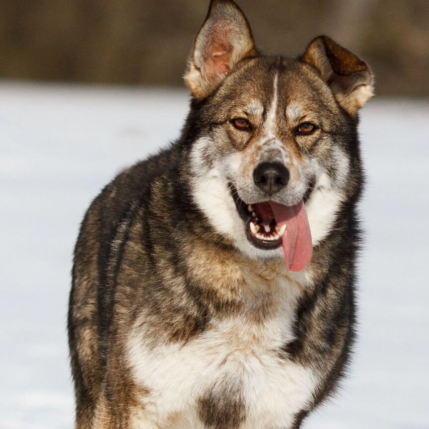 Взрослый пёс в добрые руки