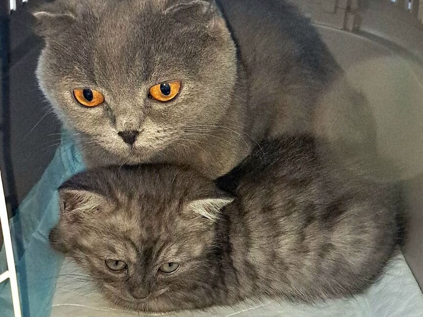 Шотланская вислоухая кошка в добрые руки