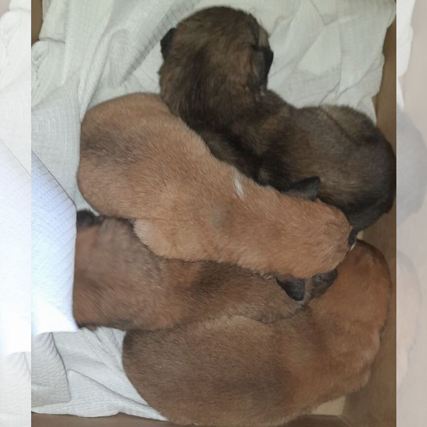 Щенок в добрые руки