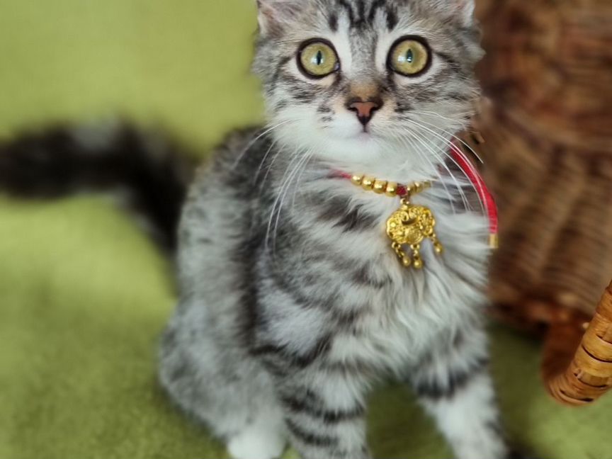 Ласковый сибирский котенок Филя