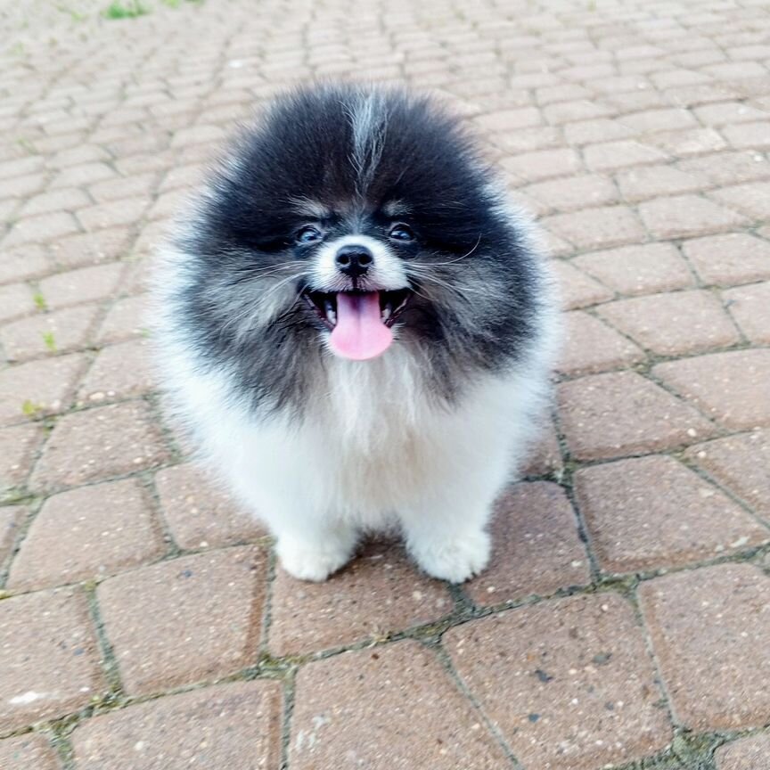 Померанский шпиц мини мальчик