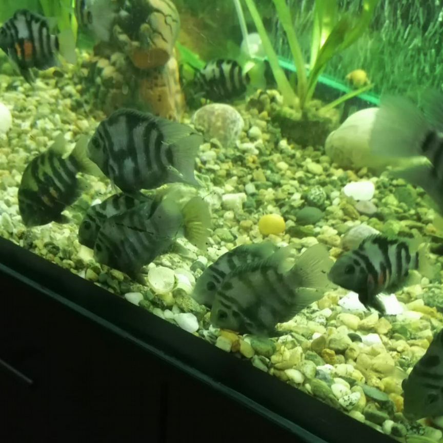 Продам аквариумных рыбок