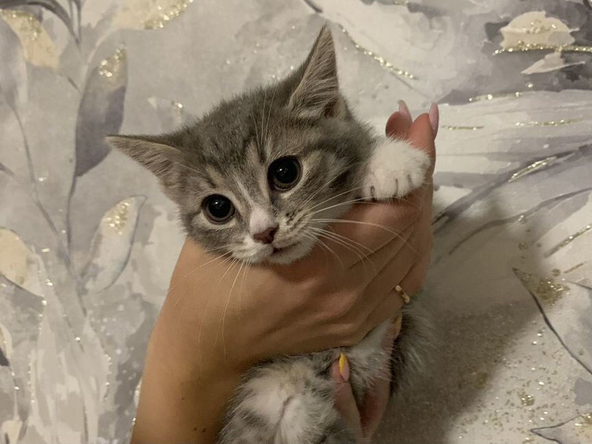 Котенок в добрые руки