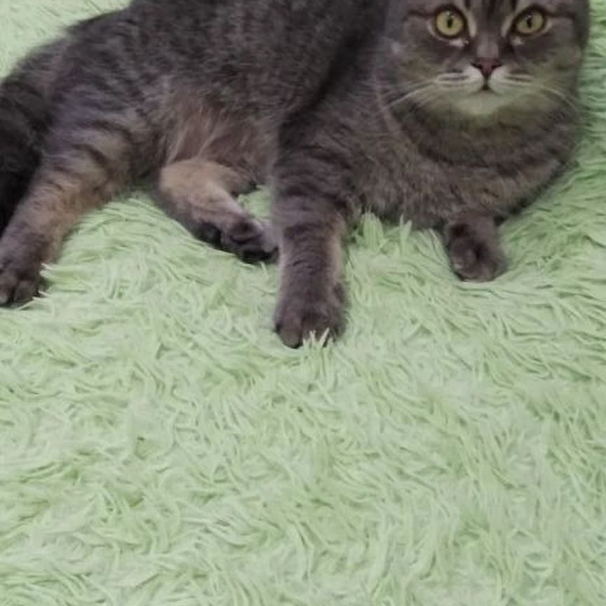 Шотландская вислоухая короткошёрстная, взрослая кошка