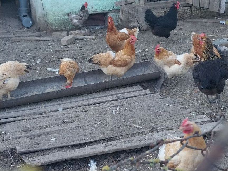 Куры домашние