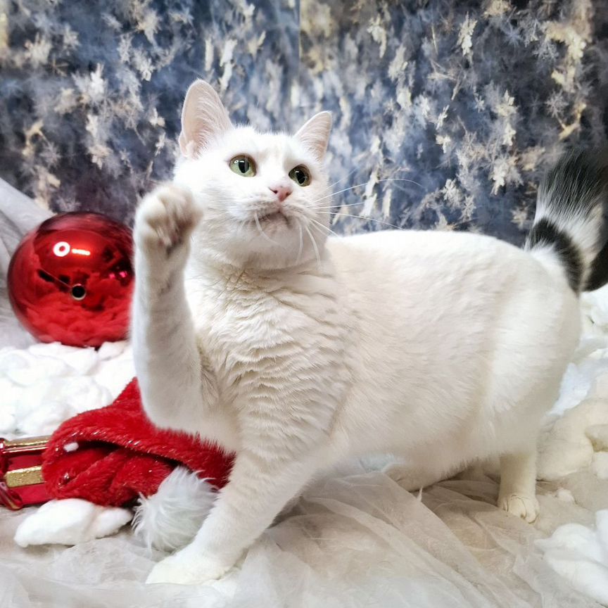 Кошка ищет семью (содержание за наш счёт)