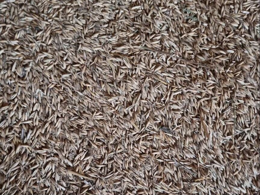 Кормовой овёс, Просо на корм/посев