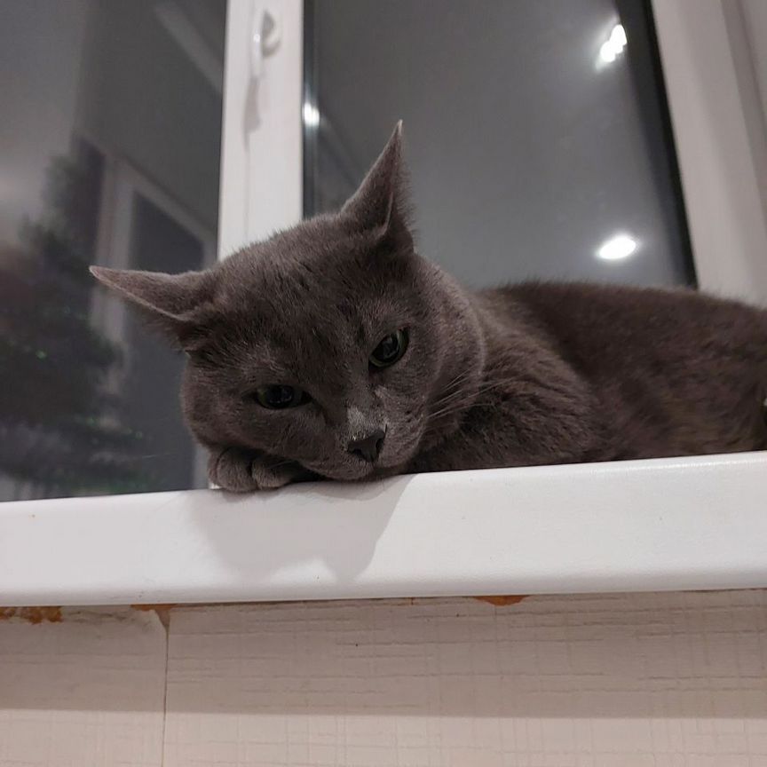 Кошка 4 года