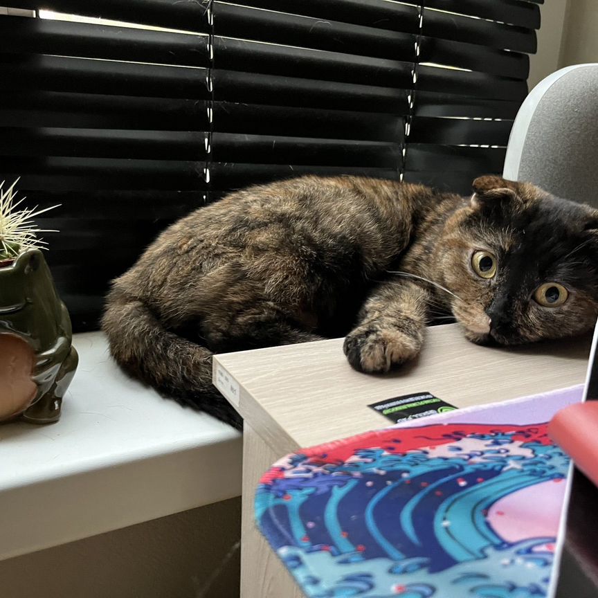 Молодая кошечка