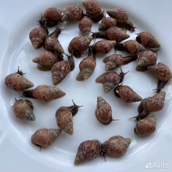 Улитки ахатины