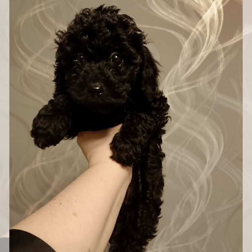 Той-пудель, щенок