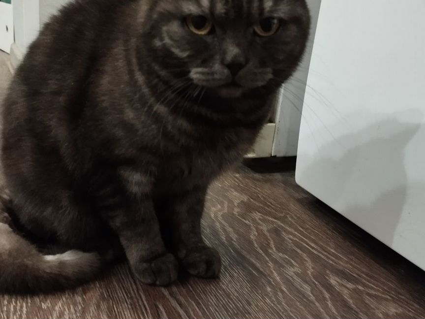 Британская кошка бесплатно