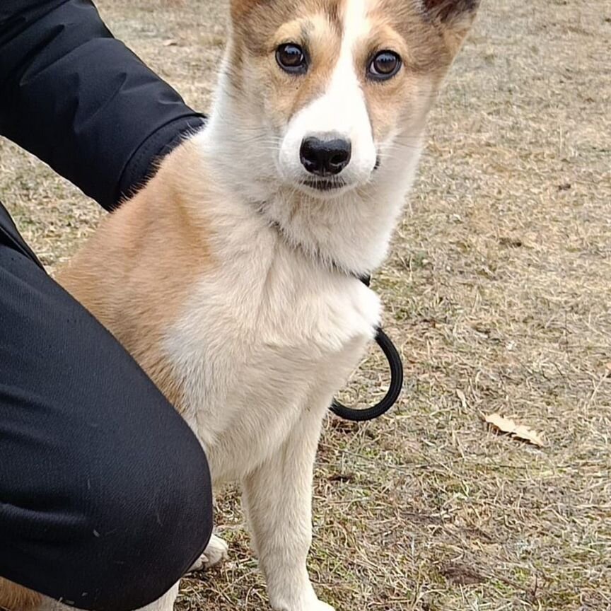 Щенок девочка