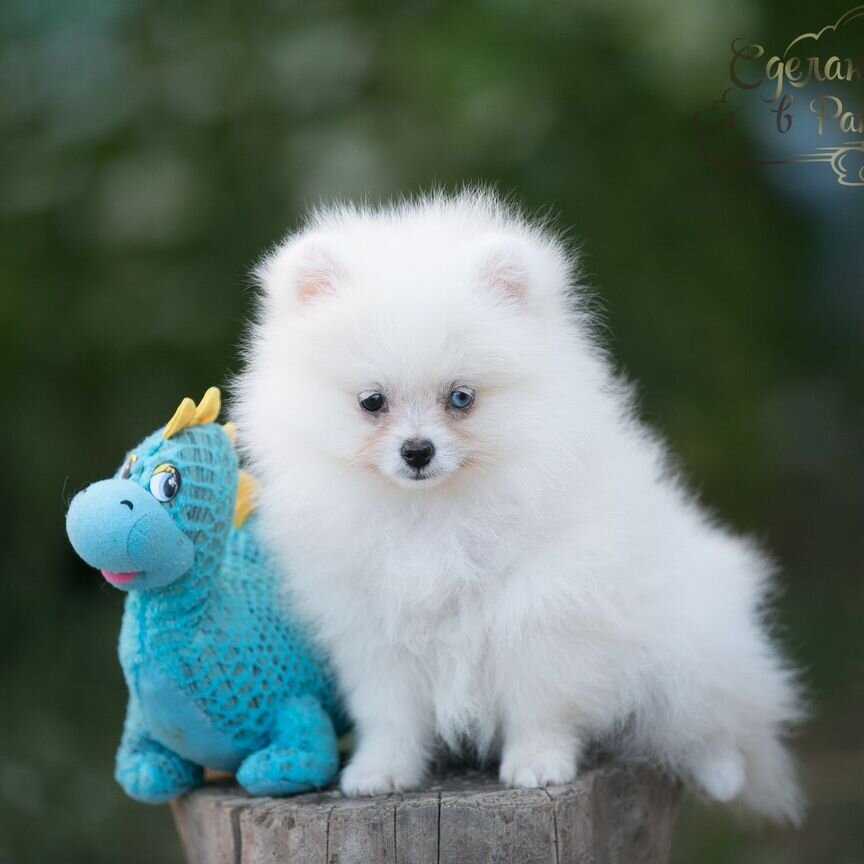 Померанский шпиц белый голубоглазый