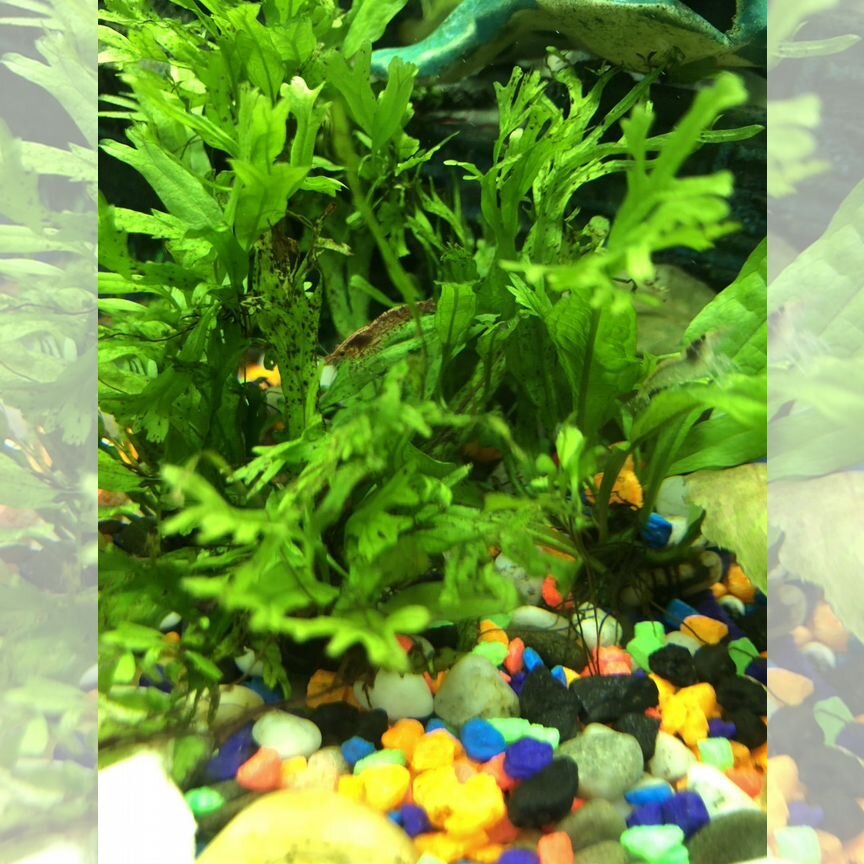 Креветки вишня