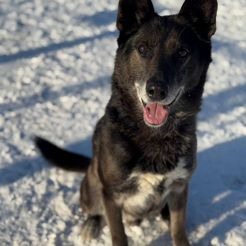 Собака в добрые руки