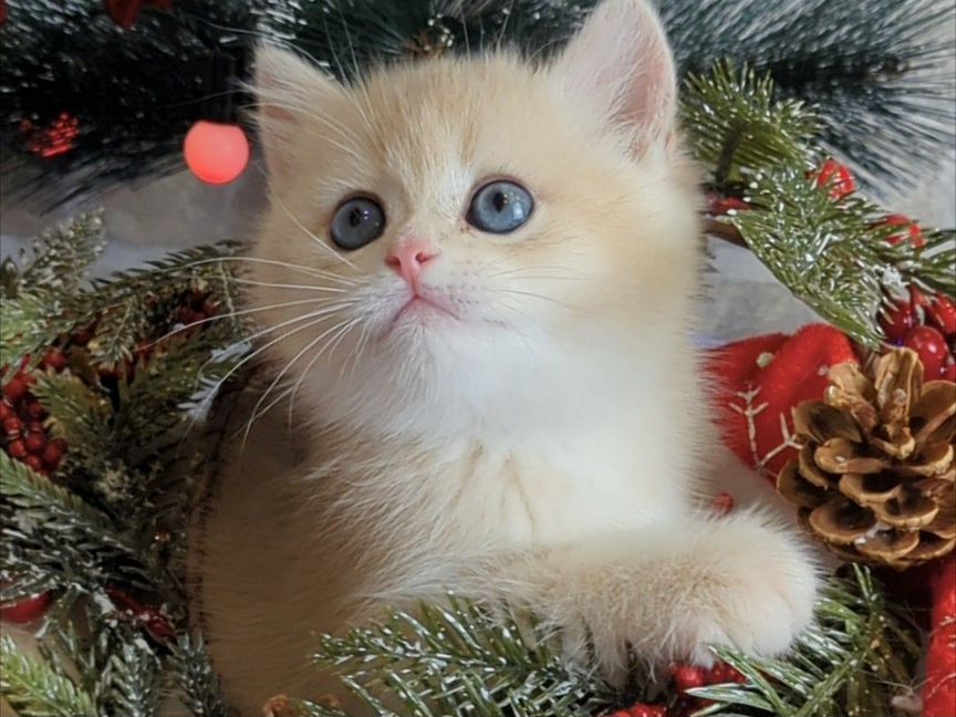 Британские котята золотая шиншилла