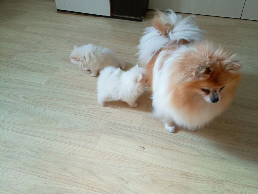 Шпице детки