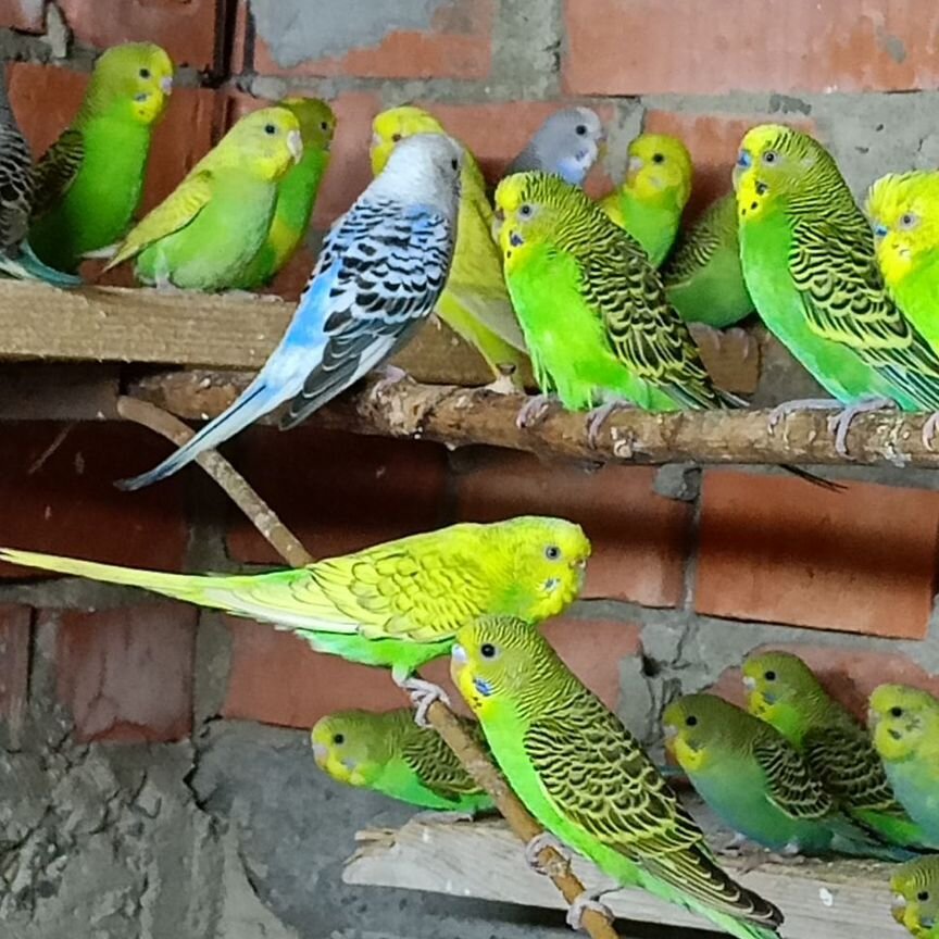 Волнистый попугай