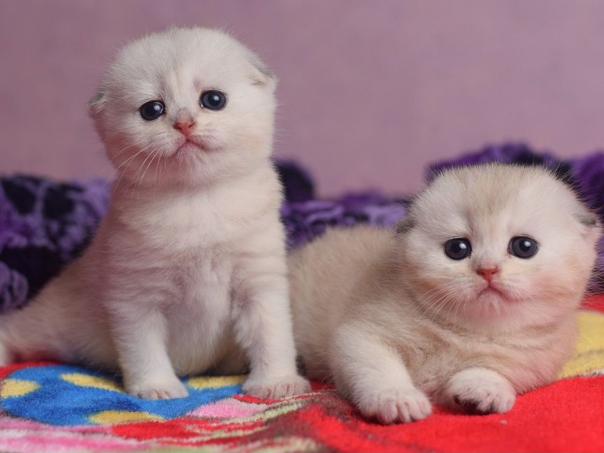 Шотландские вислоухие котята